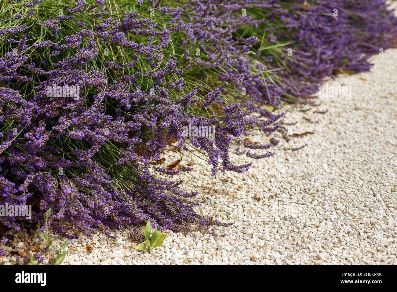 Bushes of violet lavender flowers above pebbles. Beautiful blooming in ...
