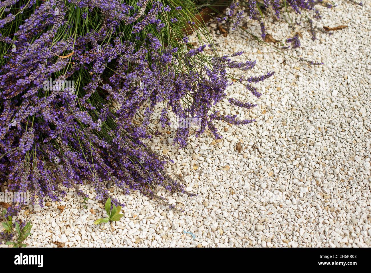 Violet pebbles hi-res stock photography and images - Alamy