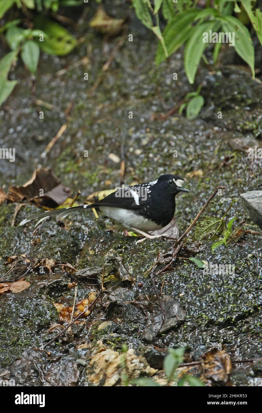 Forktail bird hi-res stock photography and images - Alamy