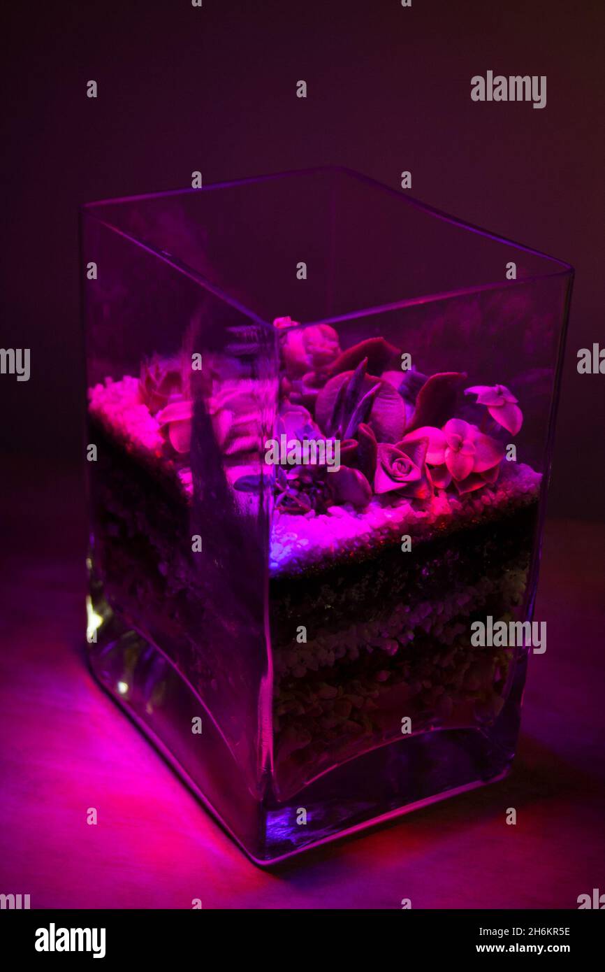 Succulent plants in glass cube container illuminated under purple light ...