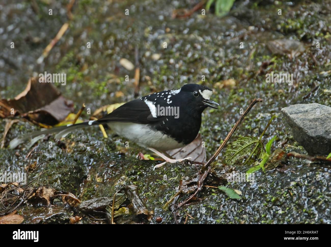 Spotted Forktail (Enicurus maculatus guttatus) adult foraging on mossy ...