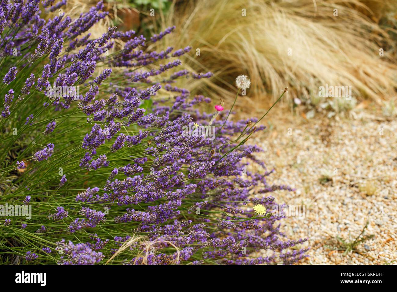 Violet pebbles hi-res stock photography and images - Alamy