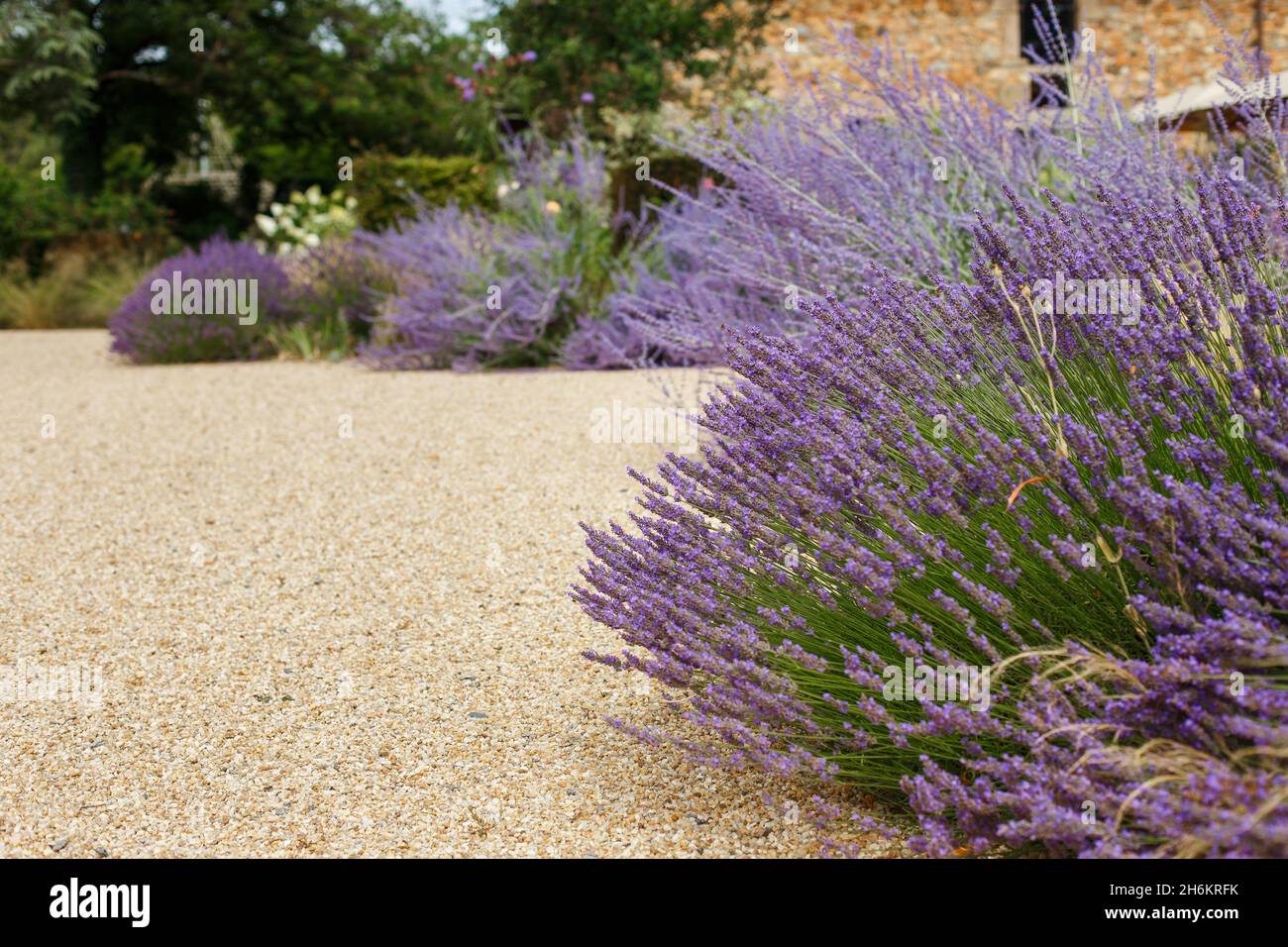 Green violet pebbles hi-res stock photography and images - Alamy