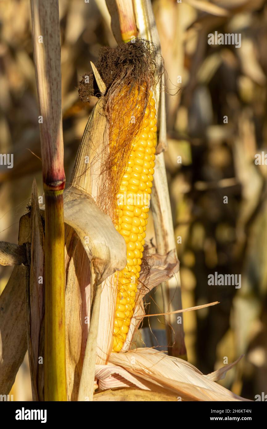 Ripe corn on withered stalks shiver in the wind Stock Photo - Alamy