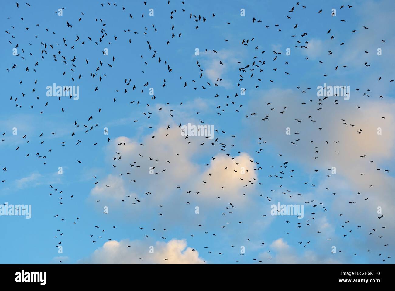 Large flock of black birds flies high in blue sky against backdrop of ...