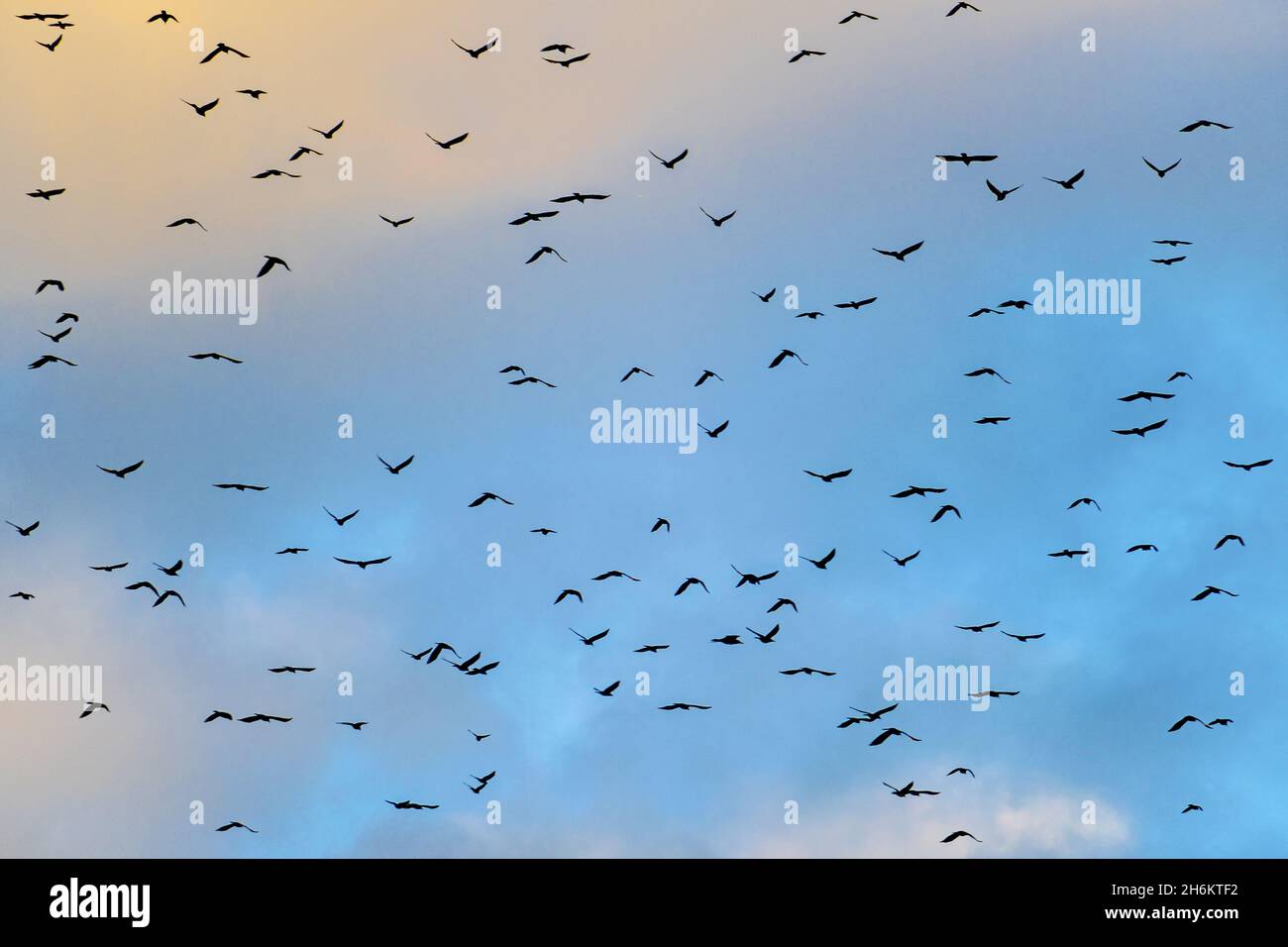 Large flock of black birds flies high in blue sky against backdrop of ...