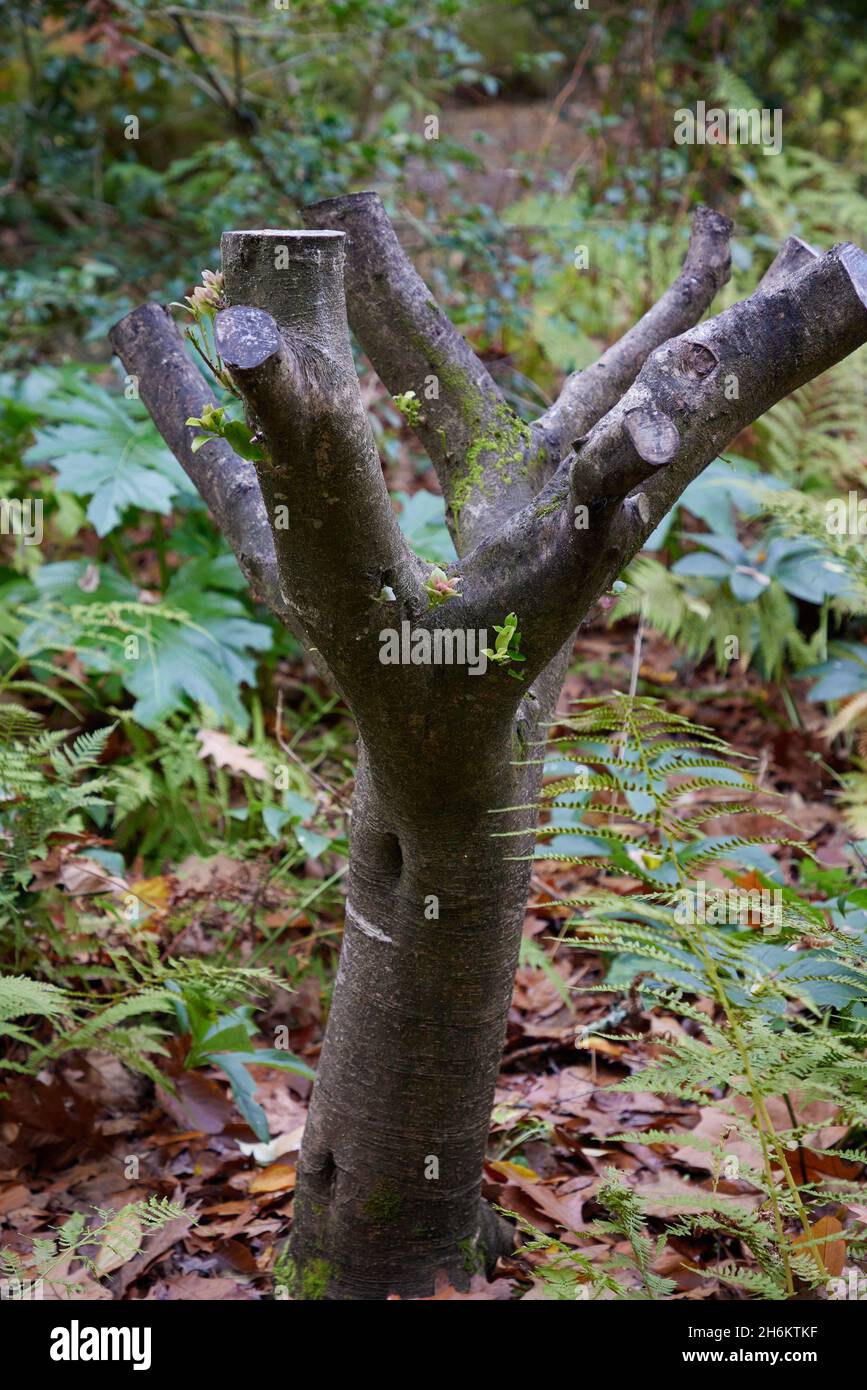 Hard prune hi-res stock photography and images - Alamy