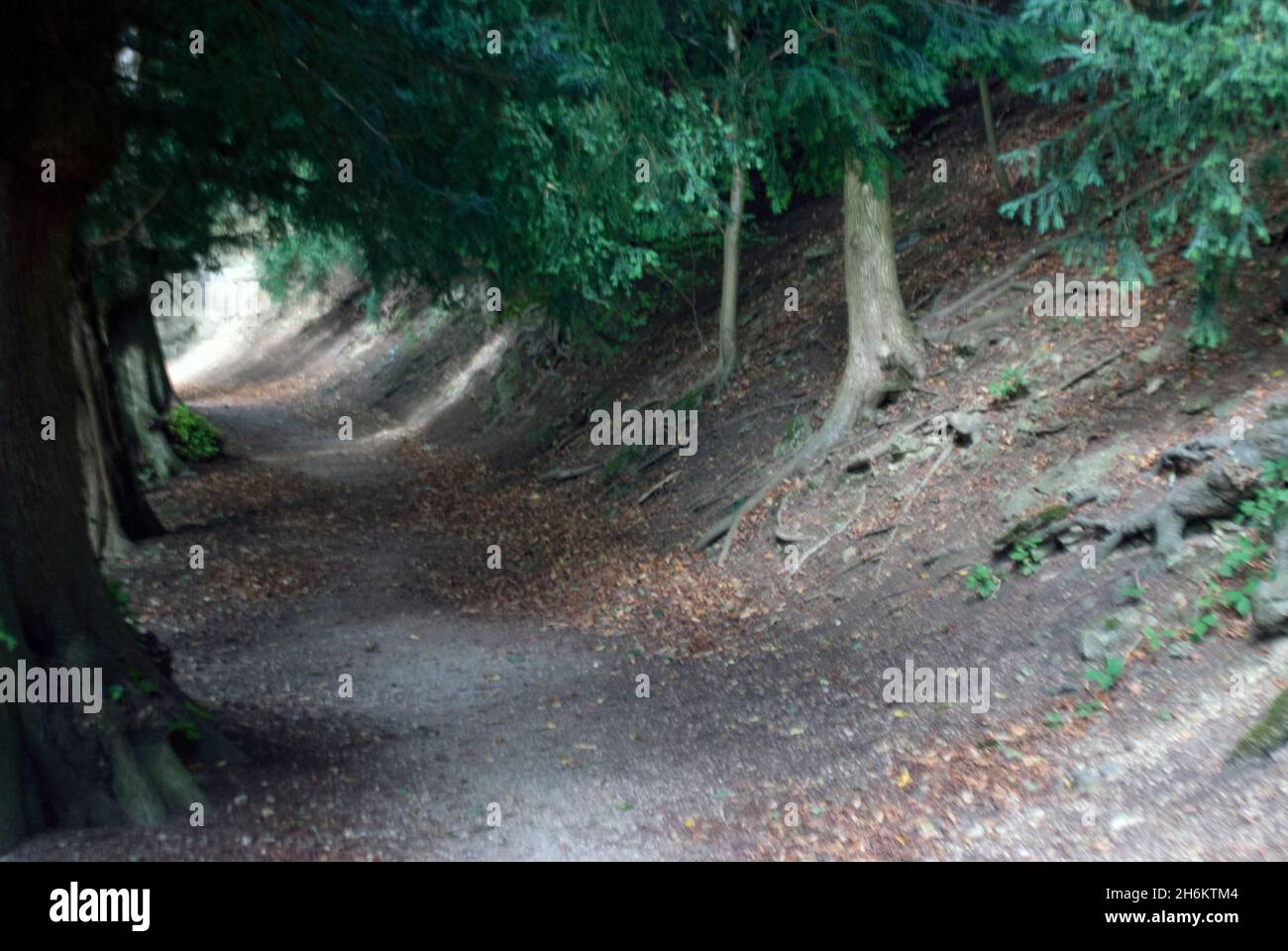 Steep tree lined slope hi-res stock photography and images - Alamy