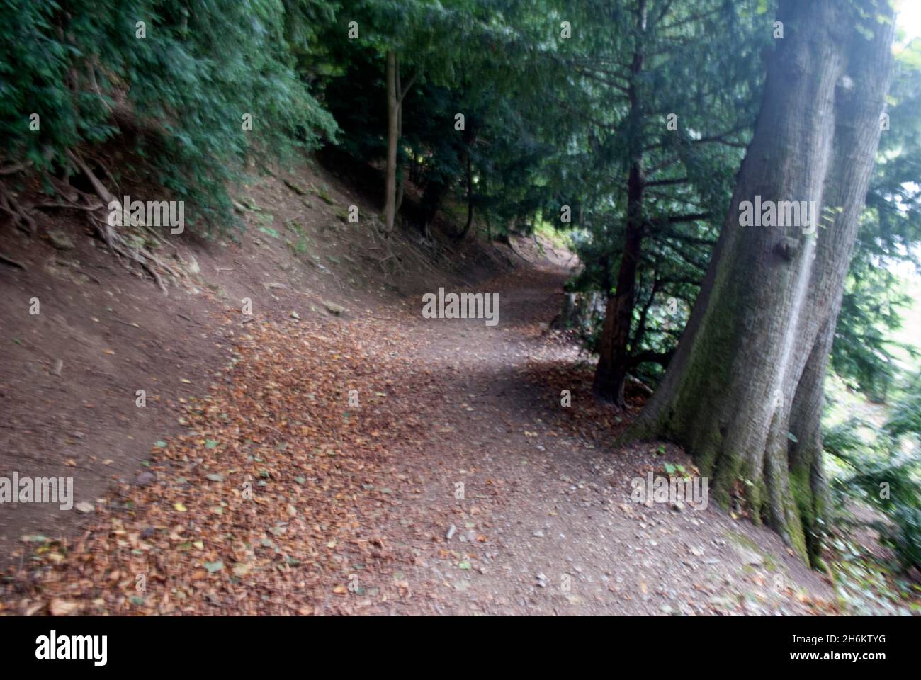Steep tree lined path on hill at Studley Royal Park, Fountains Abbey ...