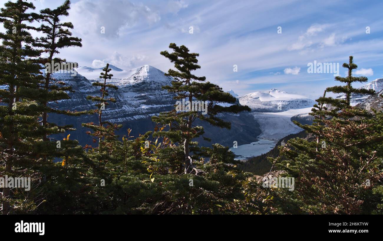 Beautiful view of Saskatchewan Glacier through the branches of ...