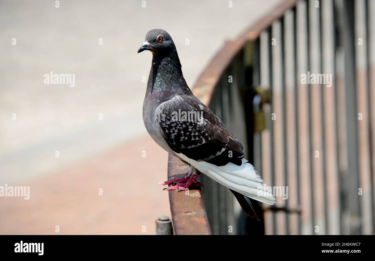 Columbidae family of birds hi-res stock photography and images - Alamy