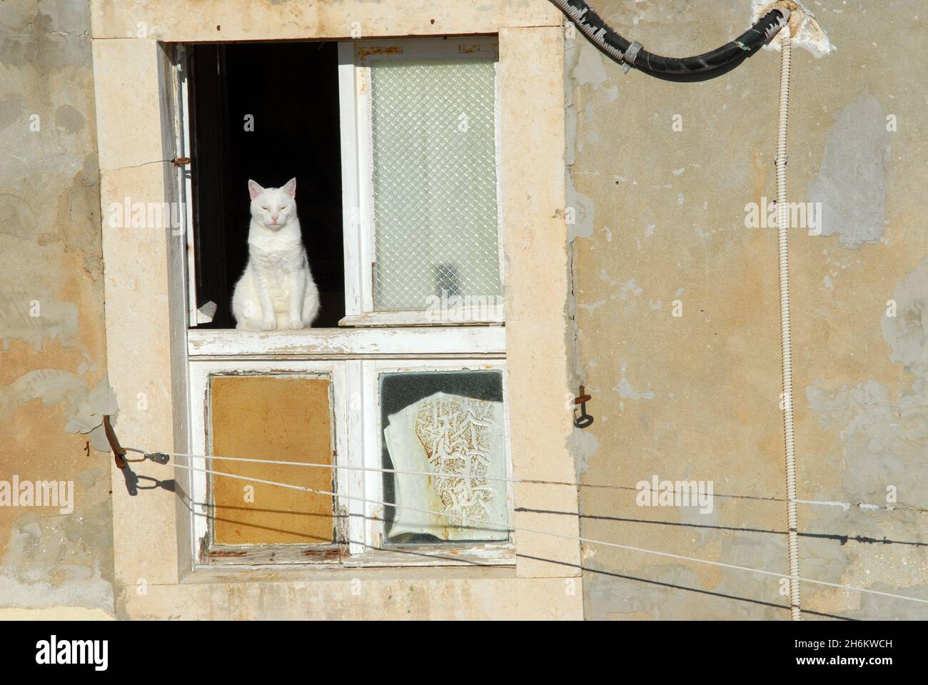 White cat sitting in window frame, old town, Dubrovnik, Croatia Stock ...