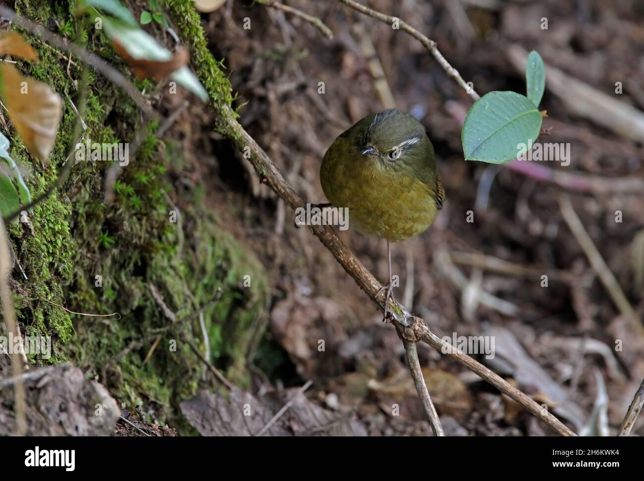 White-browed Bush-robin (Tarsiger indicus indicus) female perched on ...