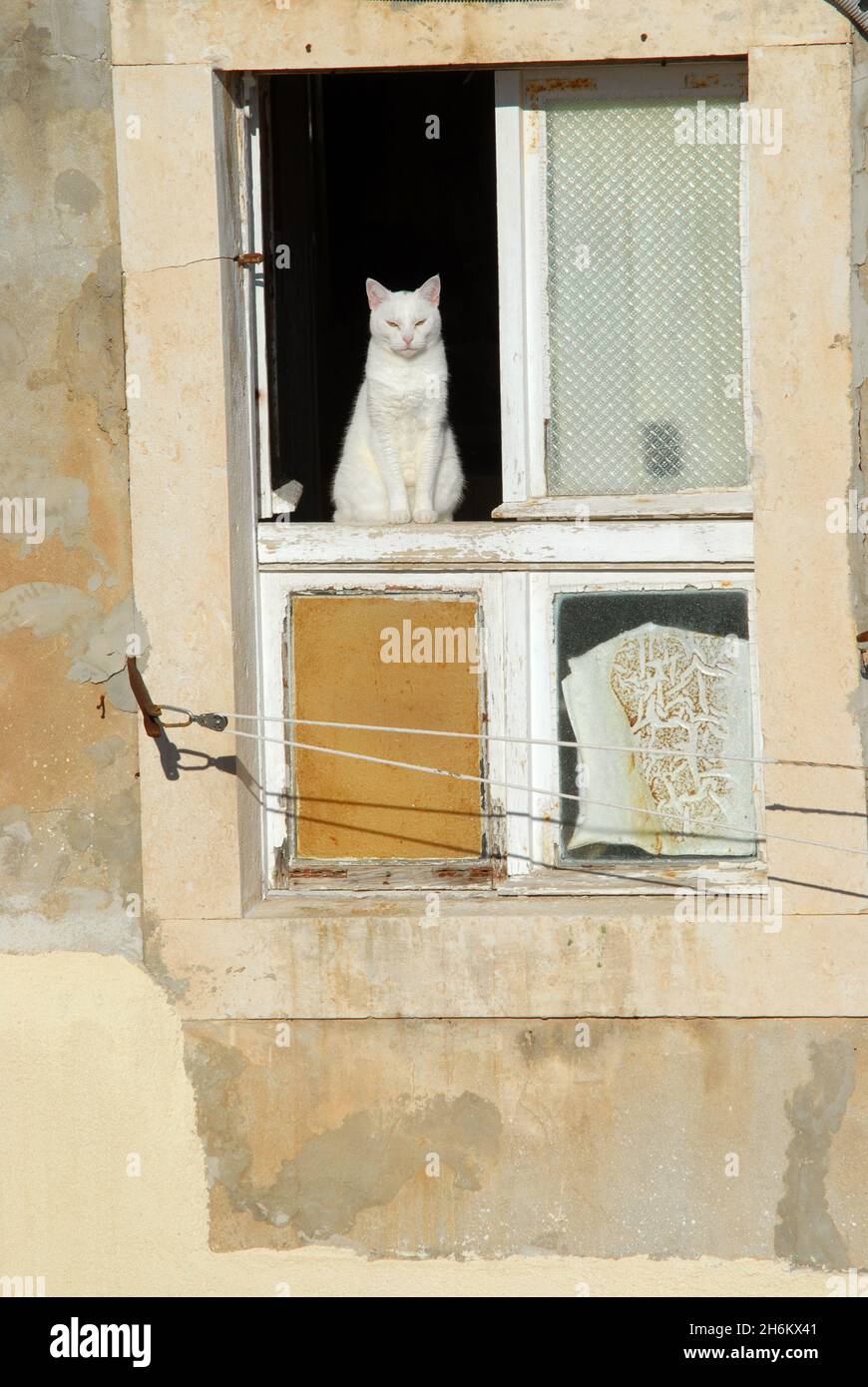 White cat sitting in window frame, old town, Dubrovnik, Croatia Stock ...