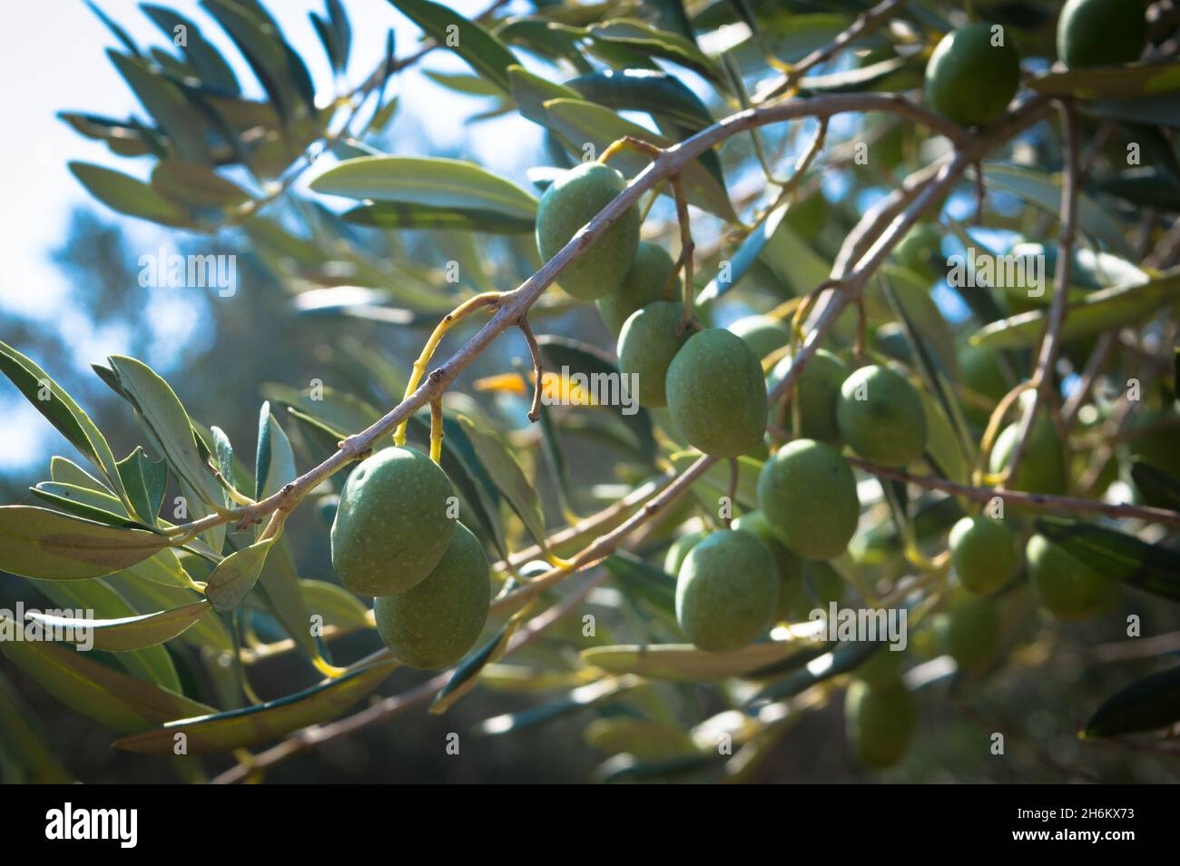 Detail of olive tree, Olea Europaea, branch full with olives before ...