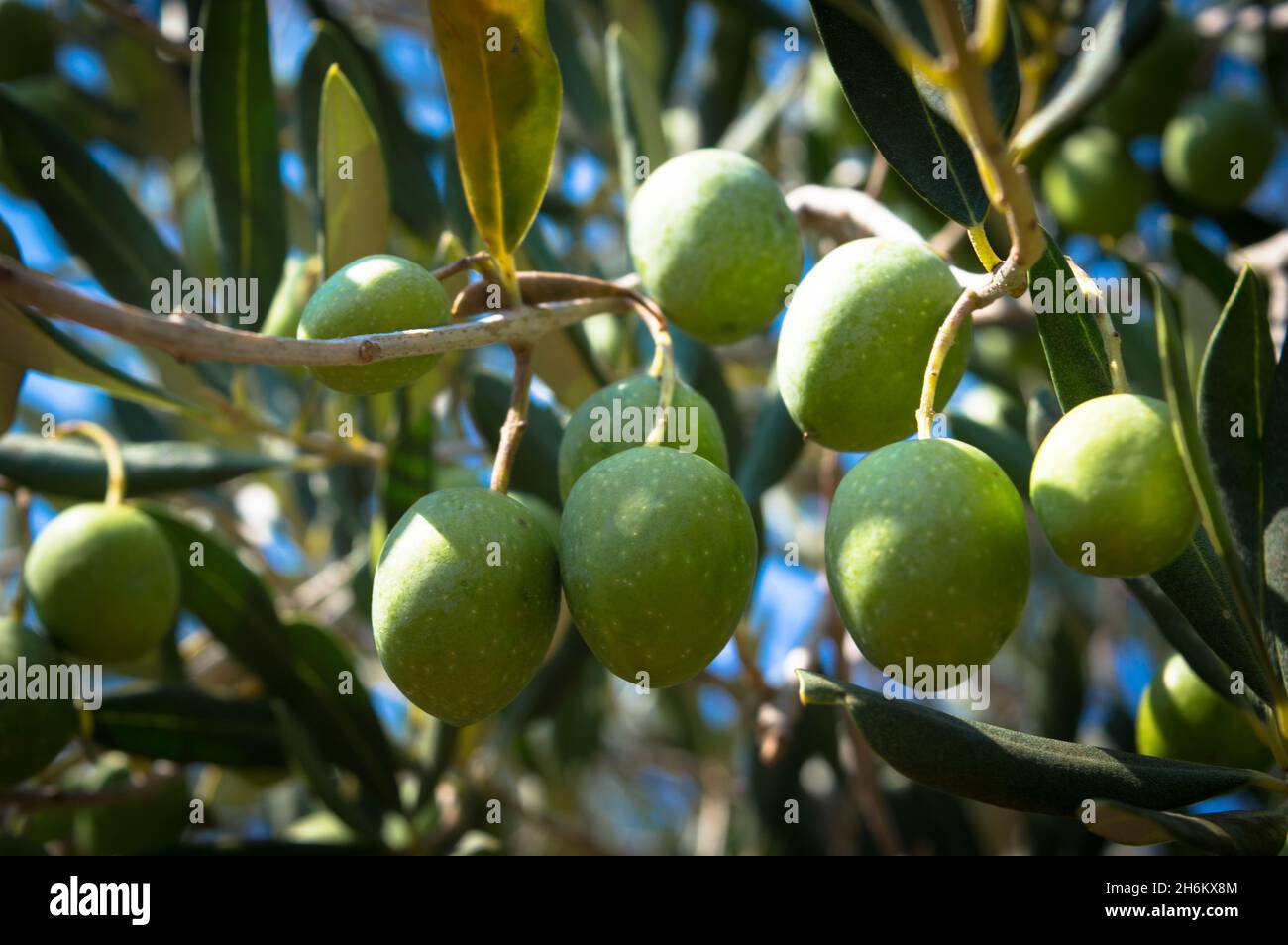 Olive branch fruits olea europaea hi-res stock photography and images ...