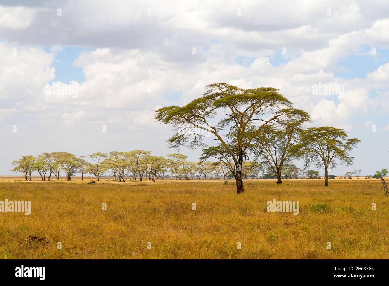 Savanna landscape with grassland and trees in Africa Stock Photo - Alamy