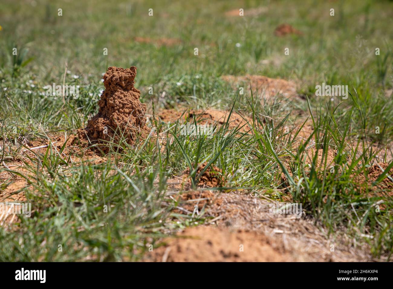 Termites nesting hi-res stock photography and images - Alamy