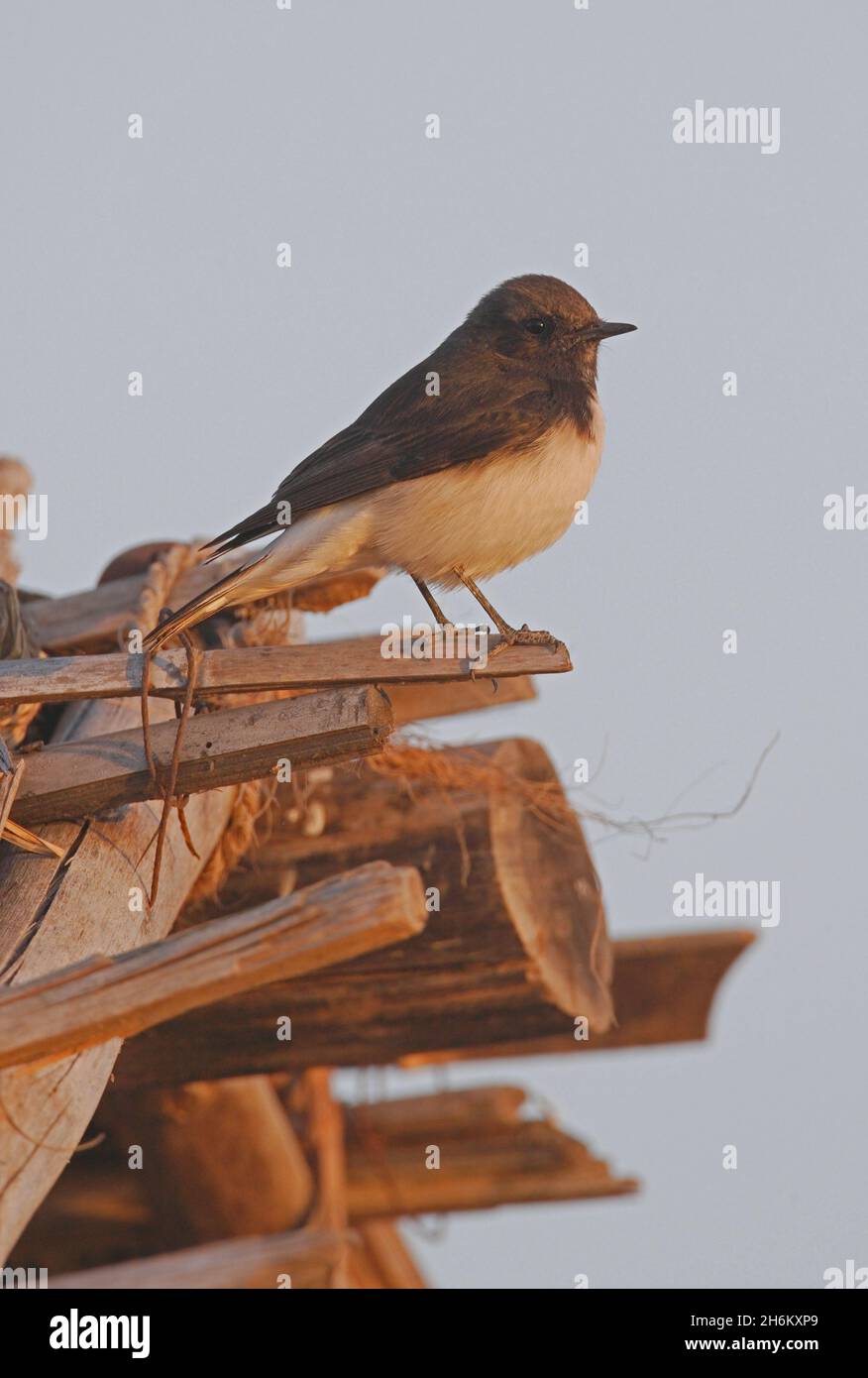 Variable Wheatear (Oenanthe picata) adult perched on hut roof Little ...