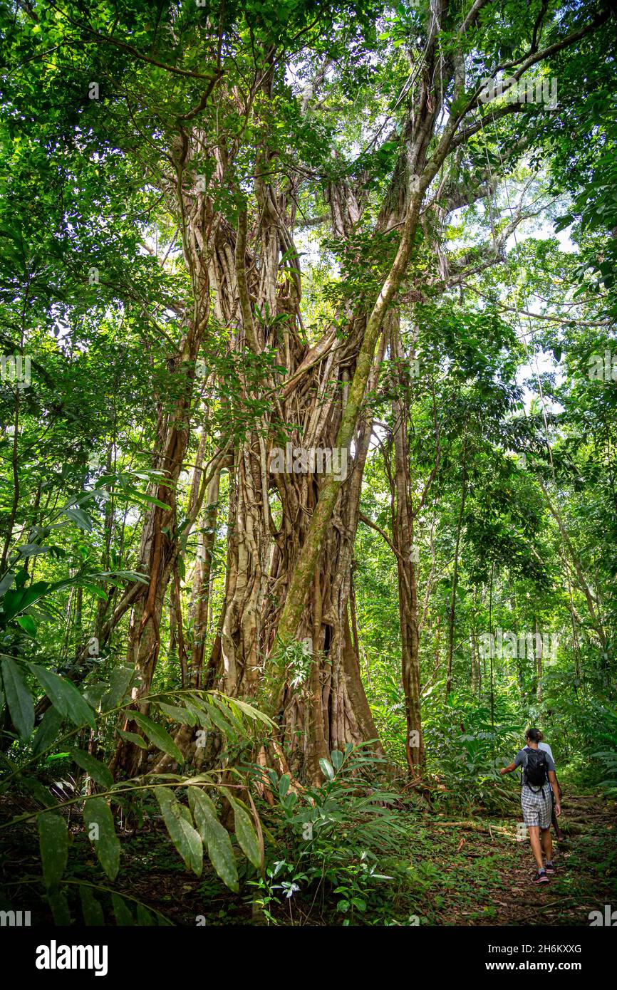 TETEPARE ISLAND, SOLOMON ISLANDS - Jan 06, 2016: Hiker walking past ...