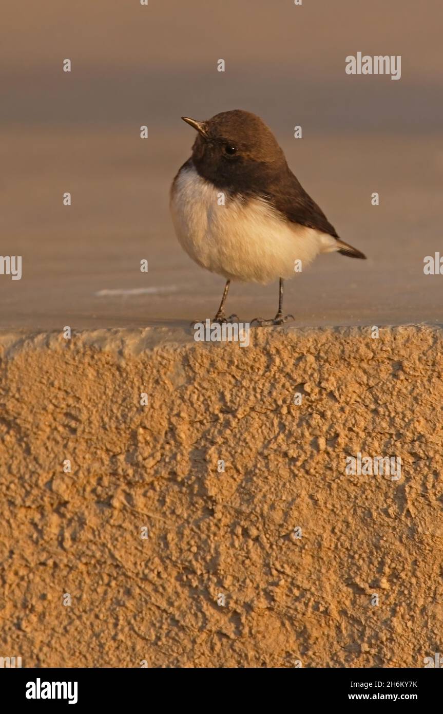 Tropical wheatear hi-res stock photography and images - Alamy