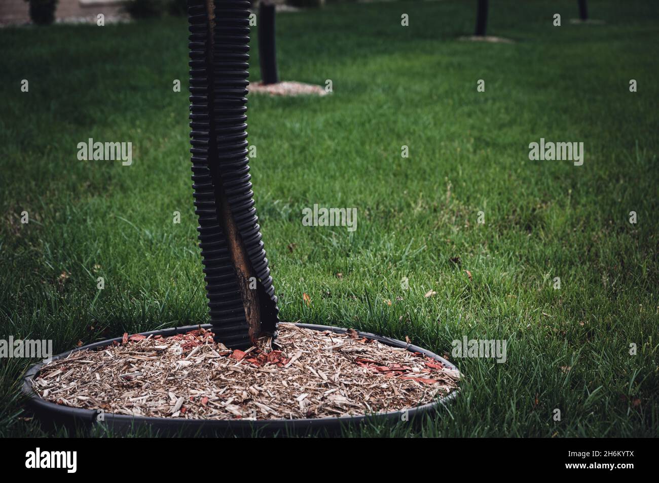 Protection from rabbits hi-res stock photography and images - Alamy