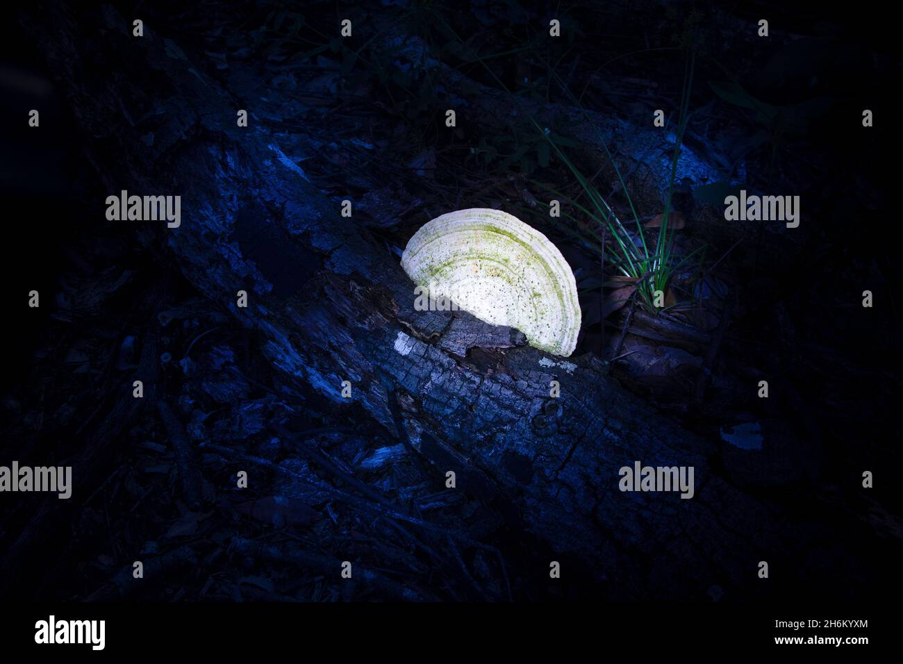 Bracket fungus grows on a dead tree trunk in a Florida forest Stock ...