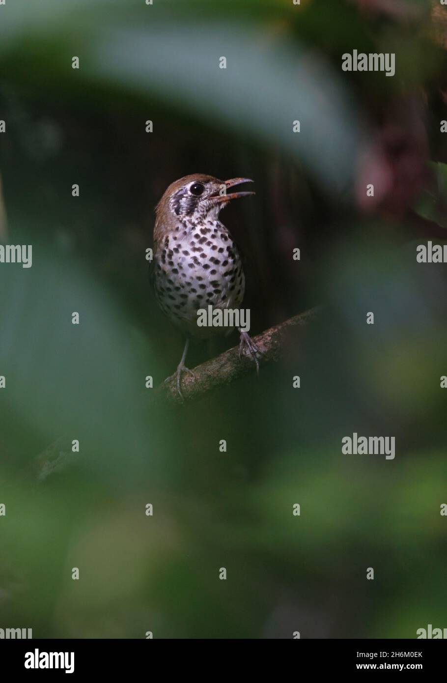 Geokichla spiloptera hi-res stock photography and images - Alamy