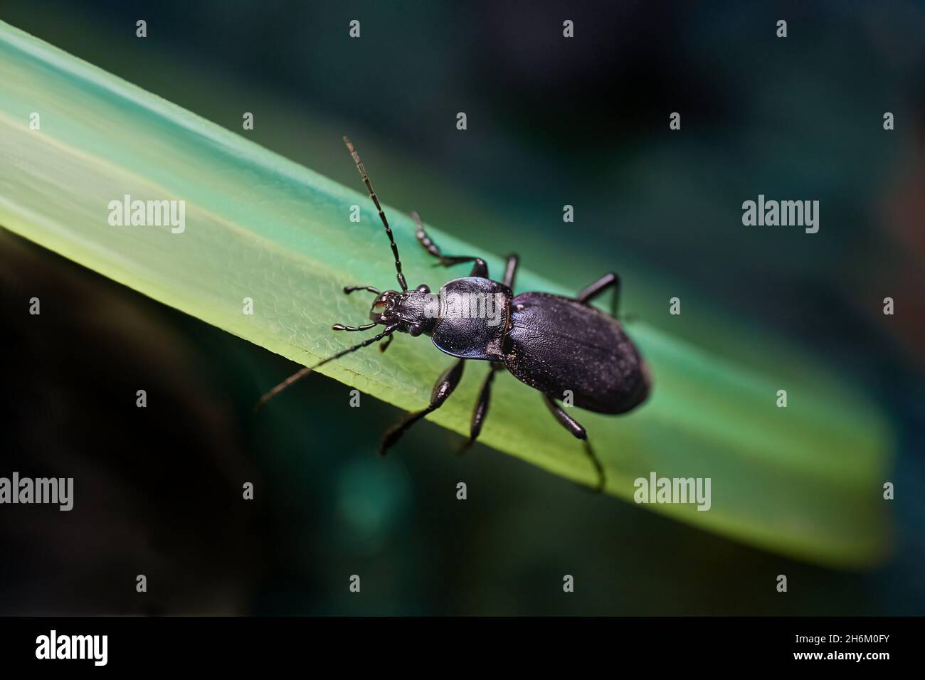 Wingless beetle hi-res stock photography and images - Alamy