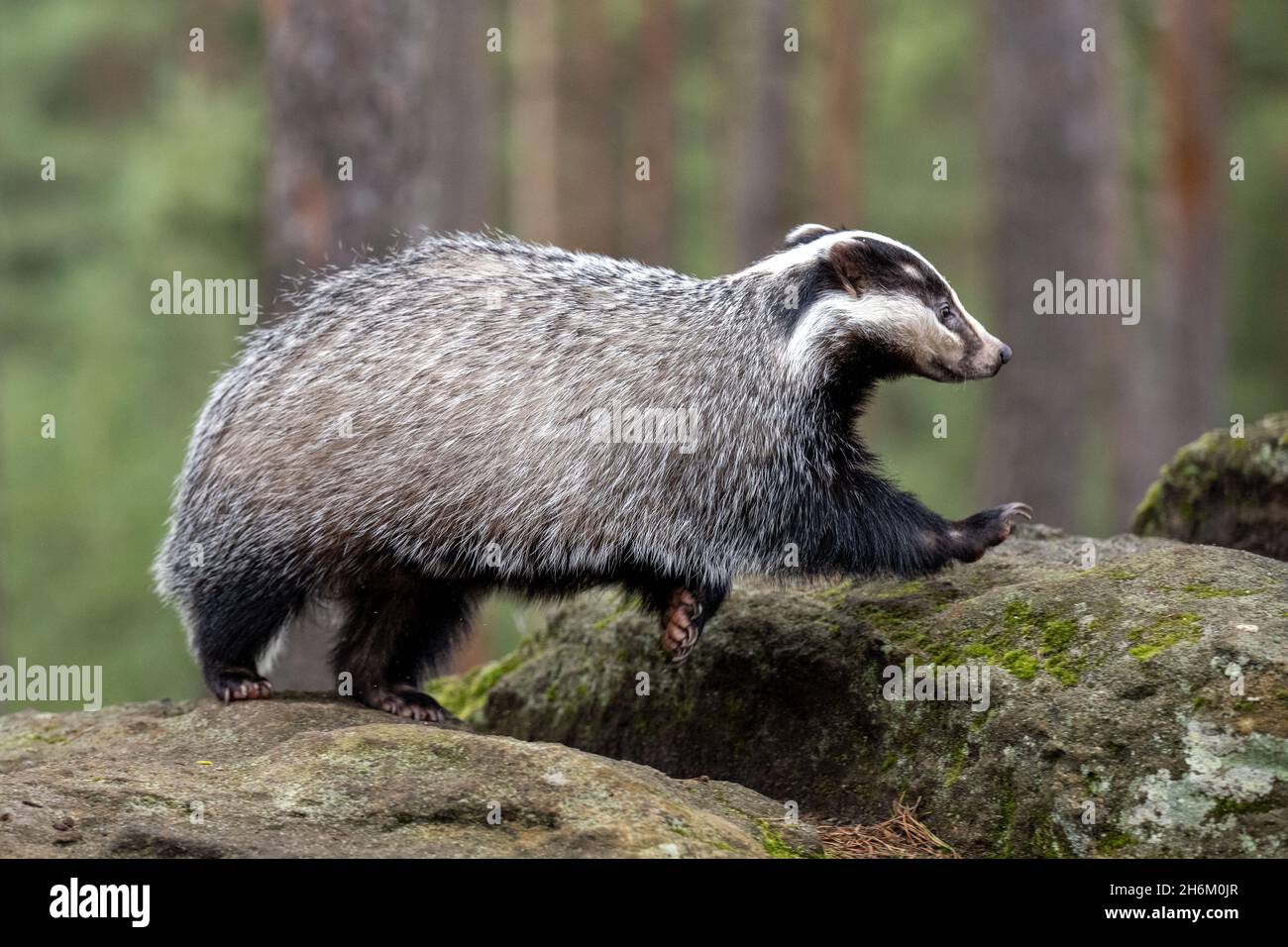 The badger runs in the woods looking for food Stock Photo - Alamy