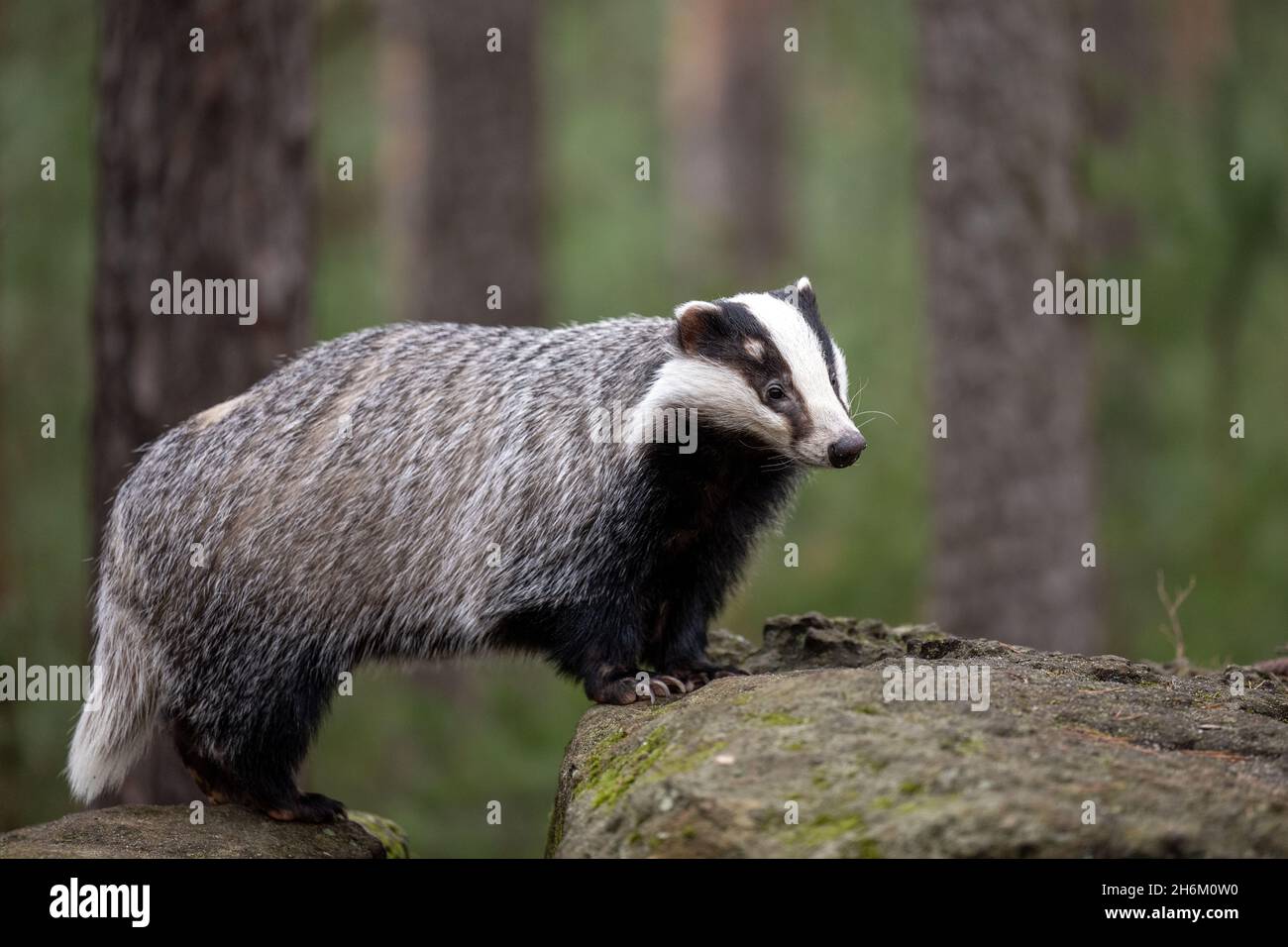 The badger runs in the woods looking for food Stock Photo - Alamy
