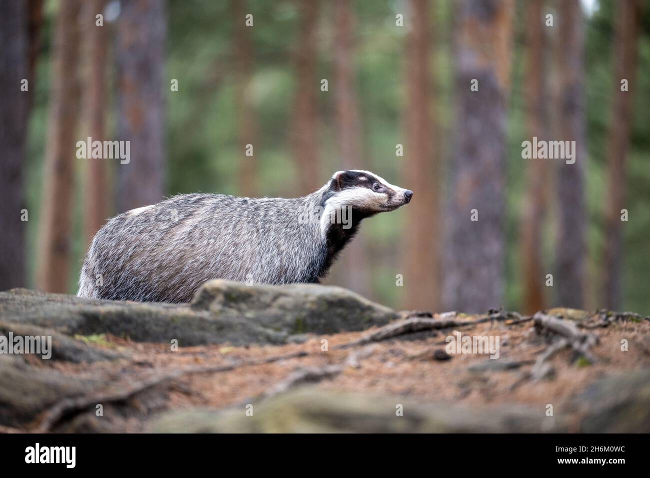 The badger runs in the woods looking for food Stock Photo - Alamy