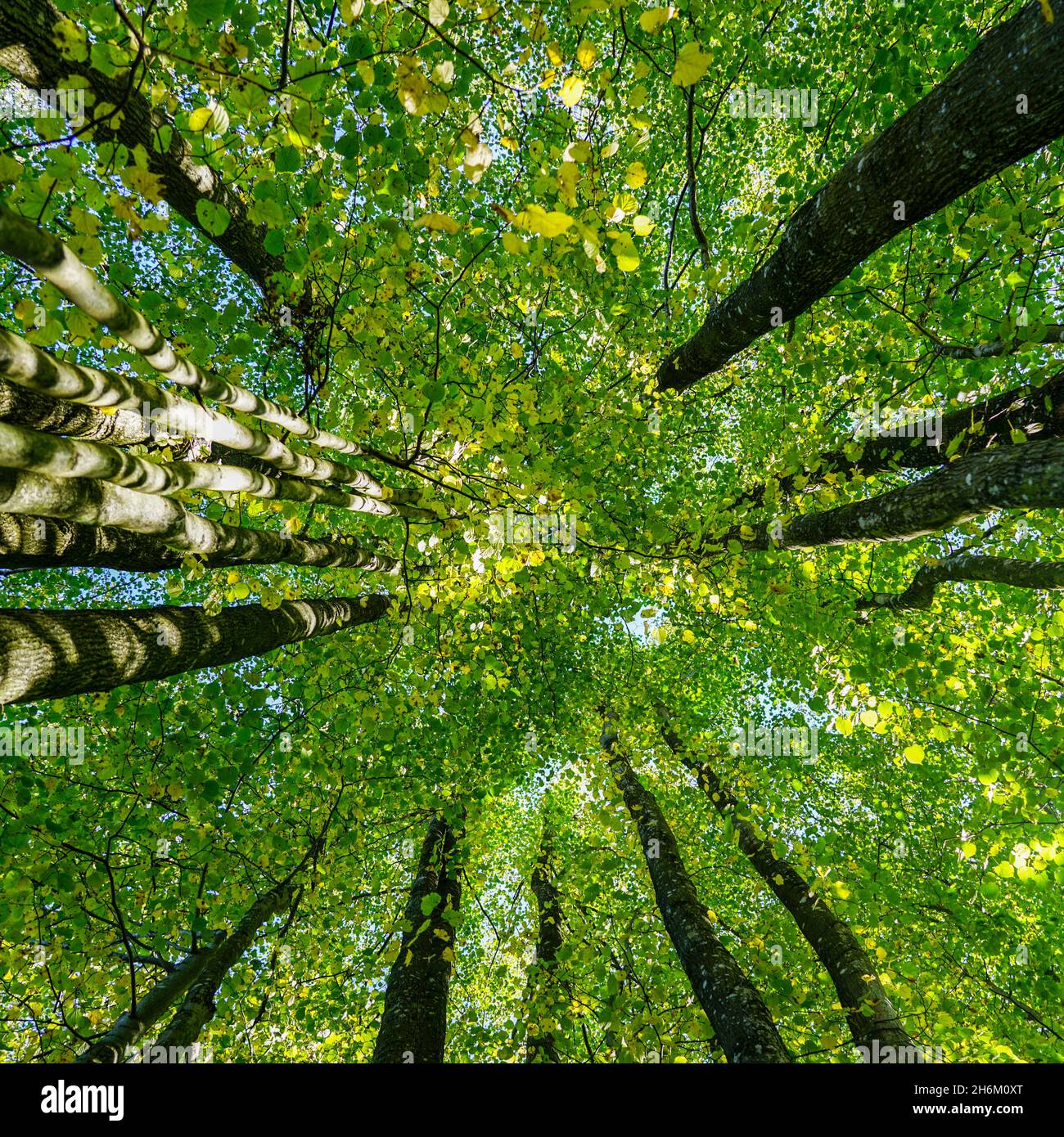 Try canopy hi-res stock photography and images - Alamy