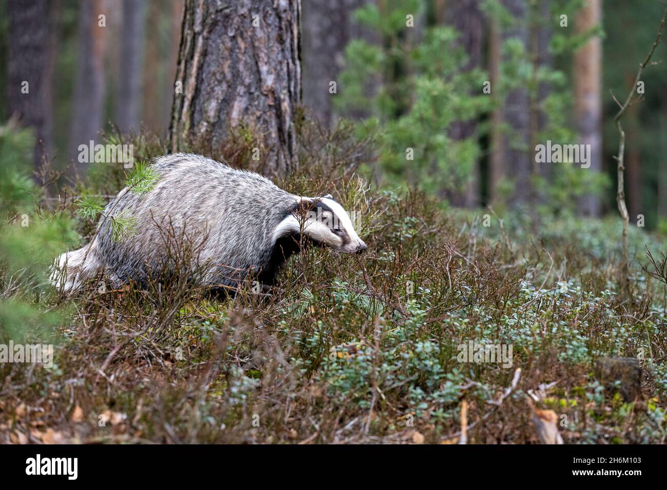 The badger runs in the woods looking for food Stock Photo - Alamy