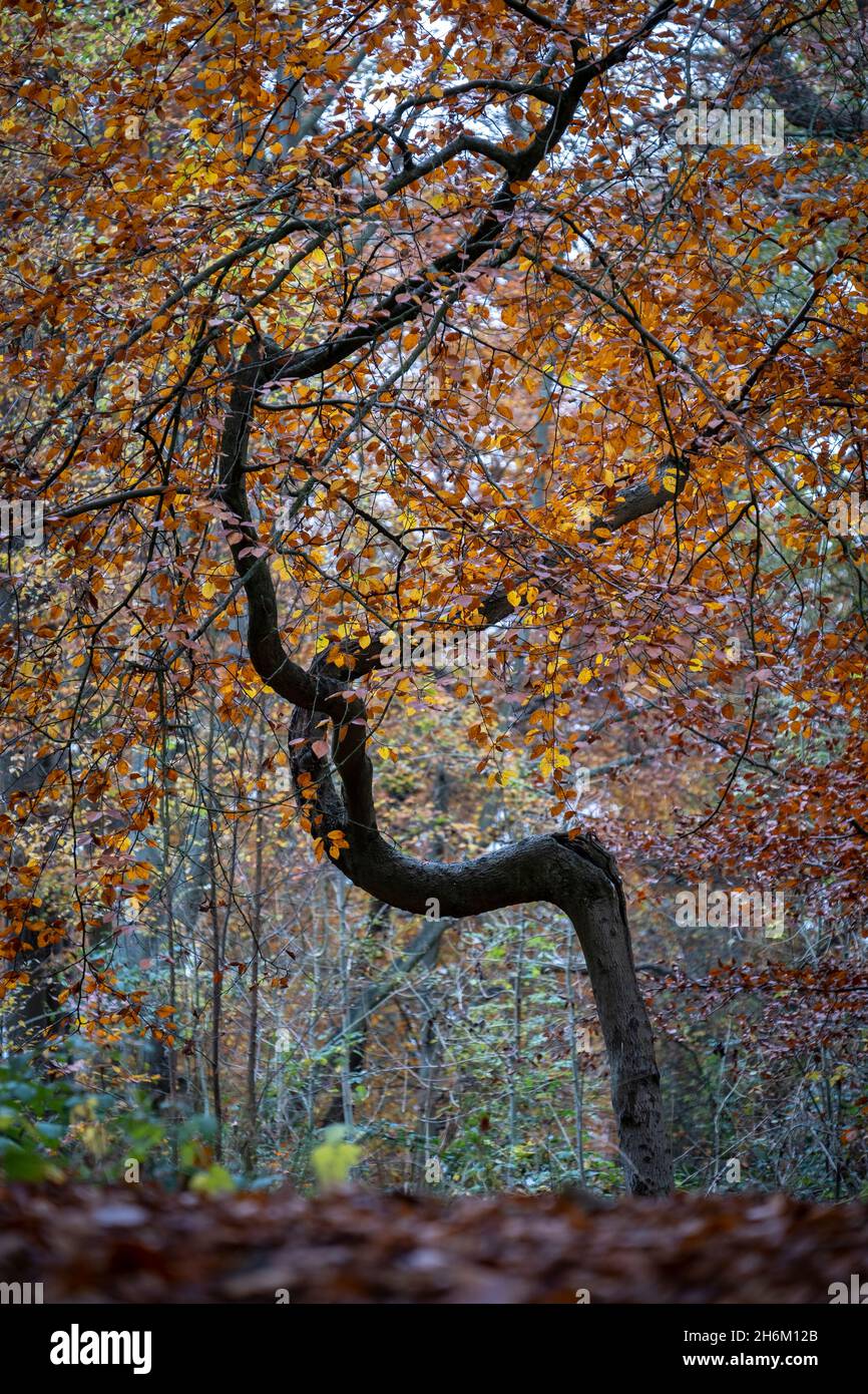 A bent and twisted Beech tree in a blaze of autumn colour in woodland ...