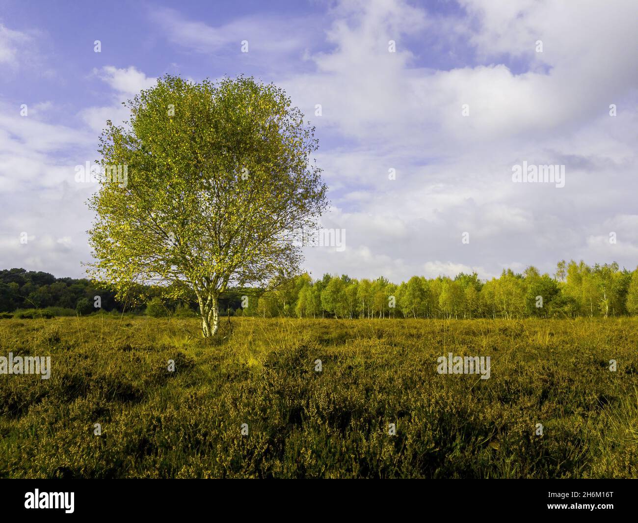 Silver birch forest hi-res stock photography and images - Alamy