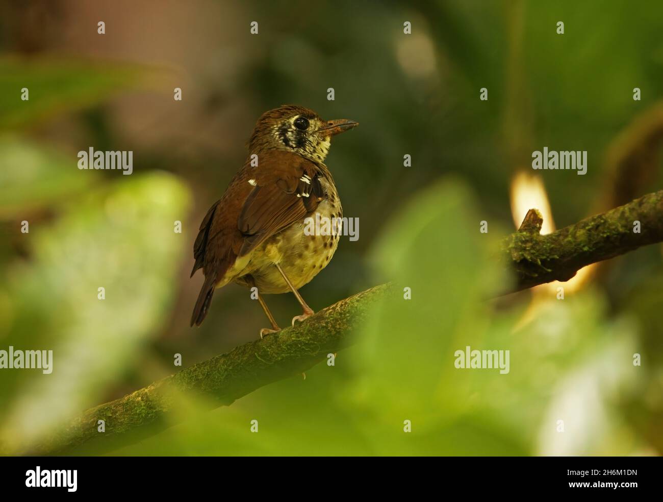 Spot-winged Thrush (Geokichla spiloptera) adult male perched on branch ...