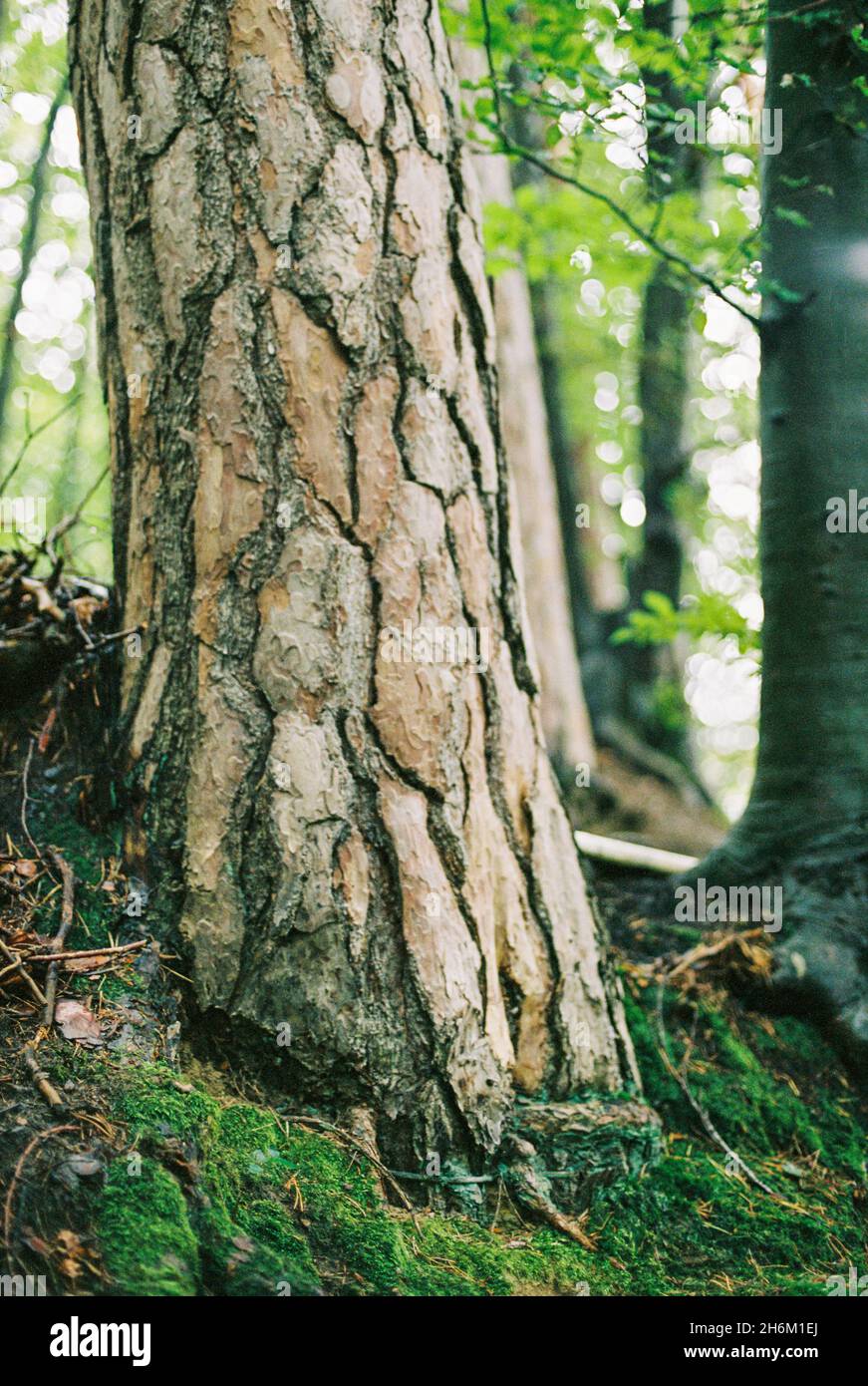 Cracked rough texture of the tree bark in the woods Stock Photo - Alamy
