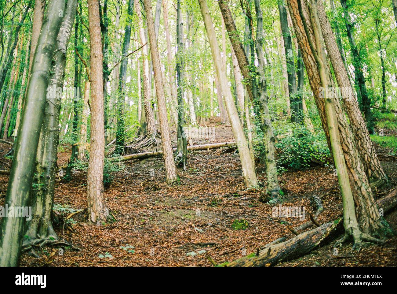 Beautiful view of the tall trees in the forest Stock Photo - Alamy