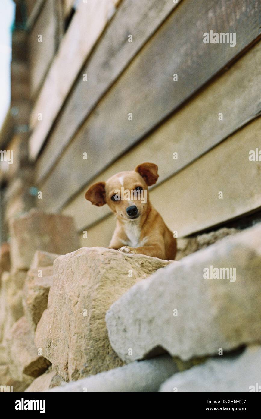 Adorable small brown stray dog sitting on the rocks Stock Photo - Alamy