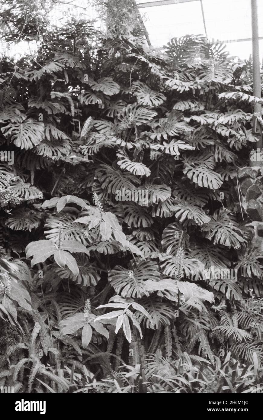 Grayscale shot of the growing monstera plant's leaves in the greenhouse ...