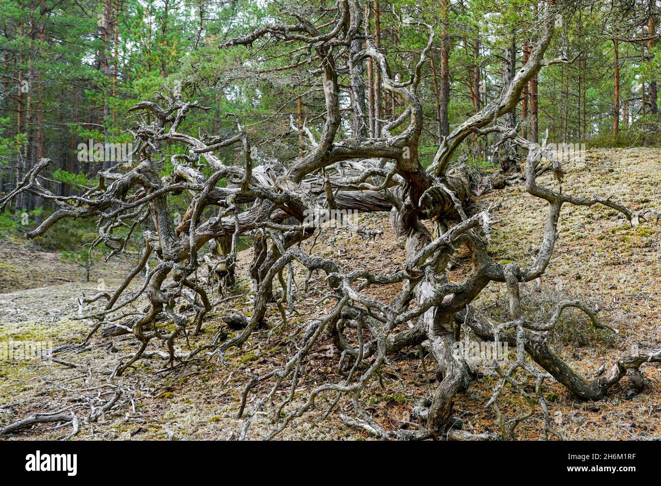 a fallen trunk of a dead tree in the forest with a fabulous tangle of ...