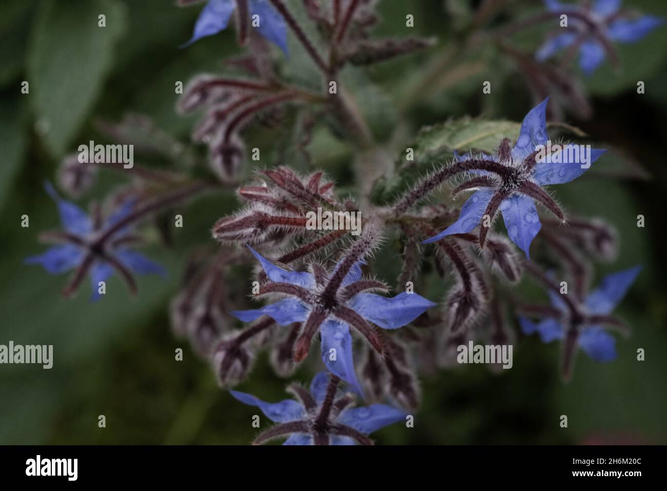 Selective focus shot of a beautiful cucumber grass growing in the ...