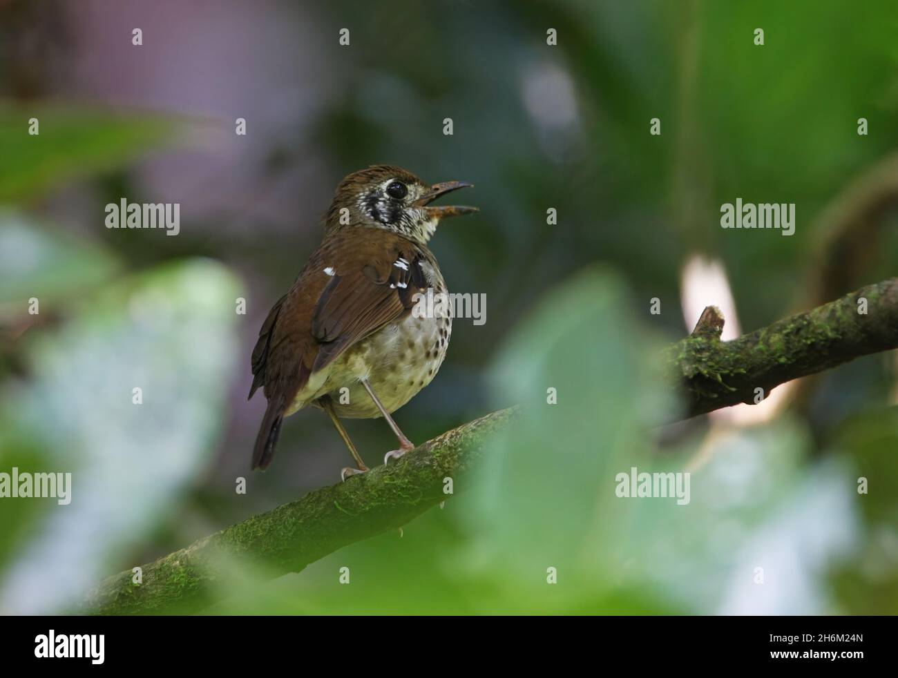 Spot-winged Thrush (Geokichla spiloptera) adult male perched on branch ...