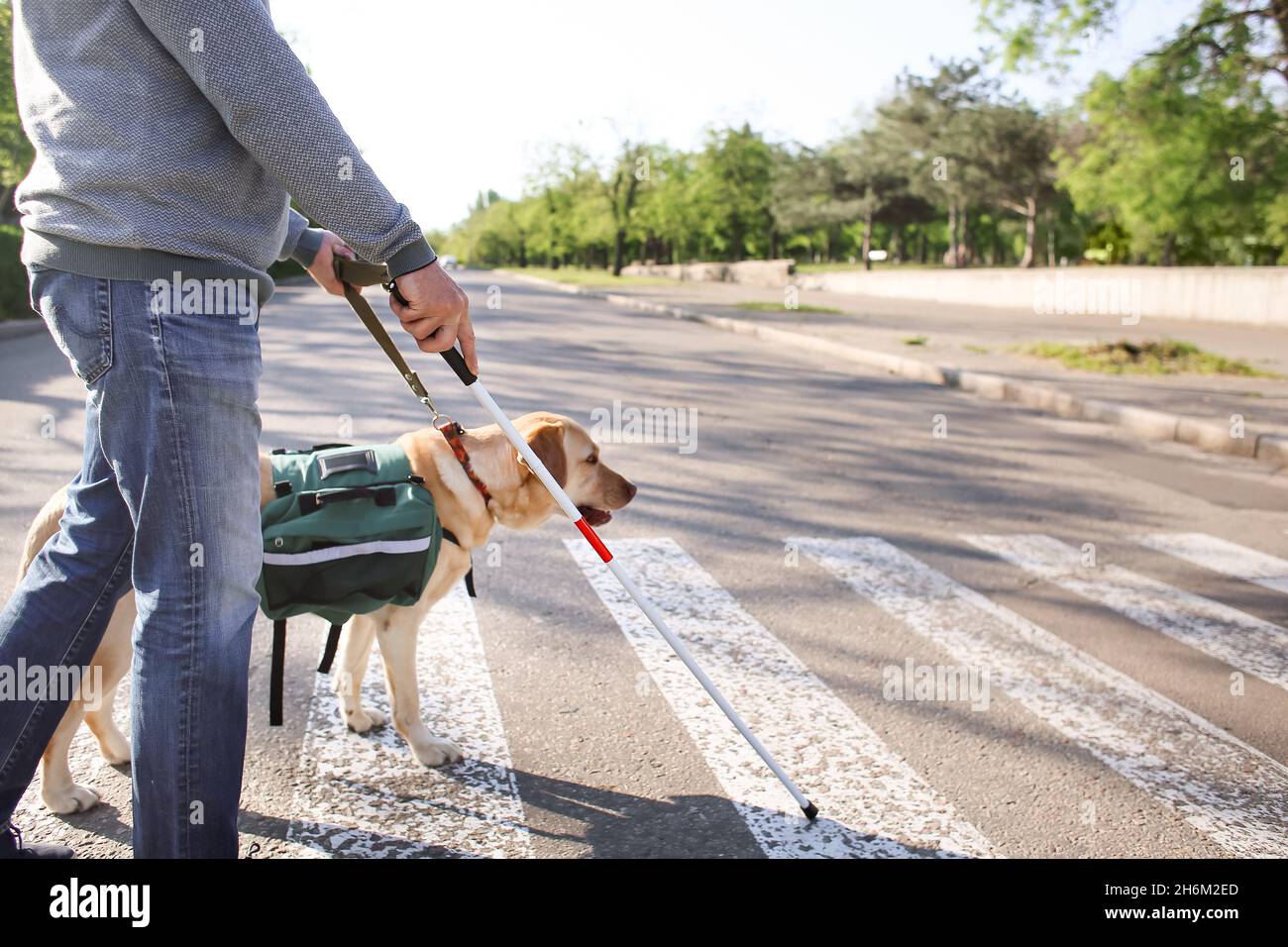 Blind senior man with guide dog crossing road in city Stock Photo - Alamy
