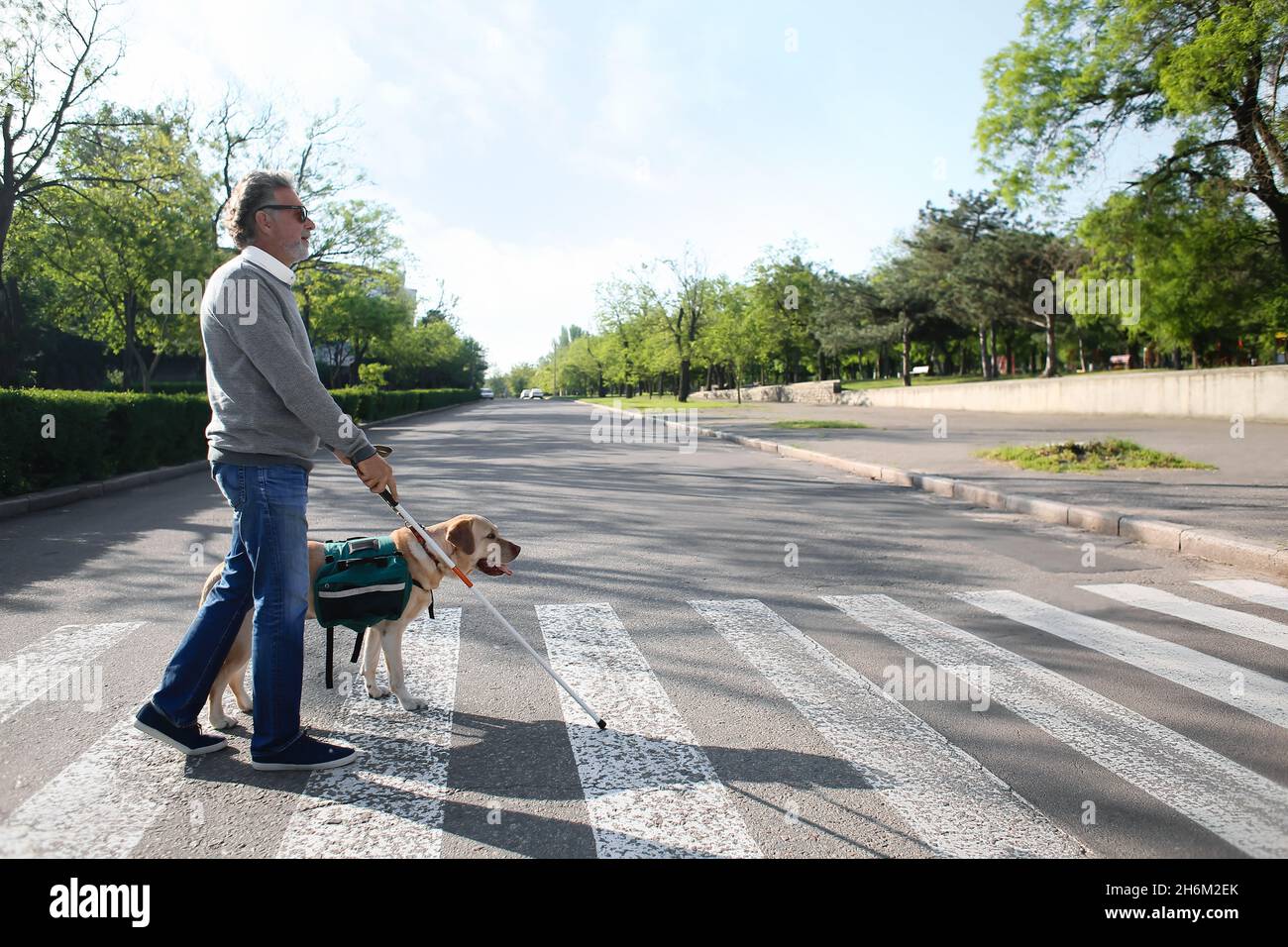 Blind senior man with guide dog crossing road in city Stock Photo - Alamy