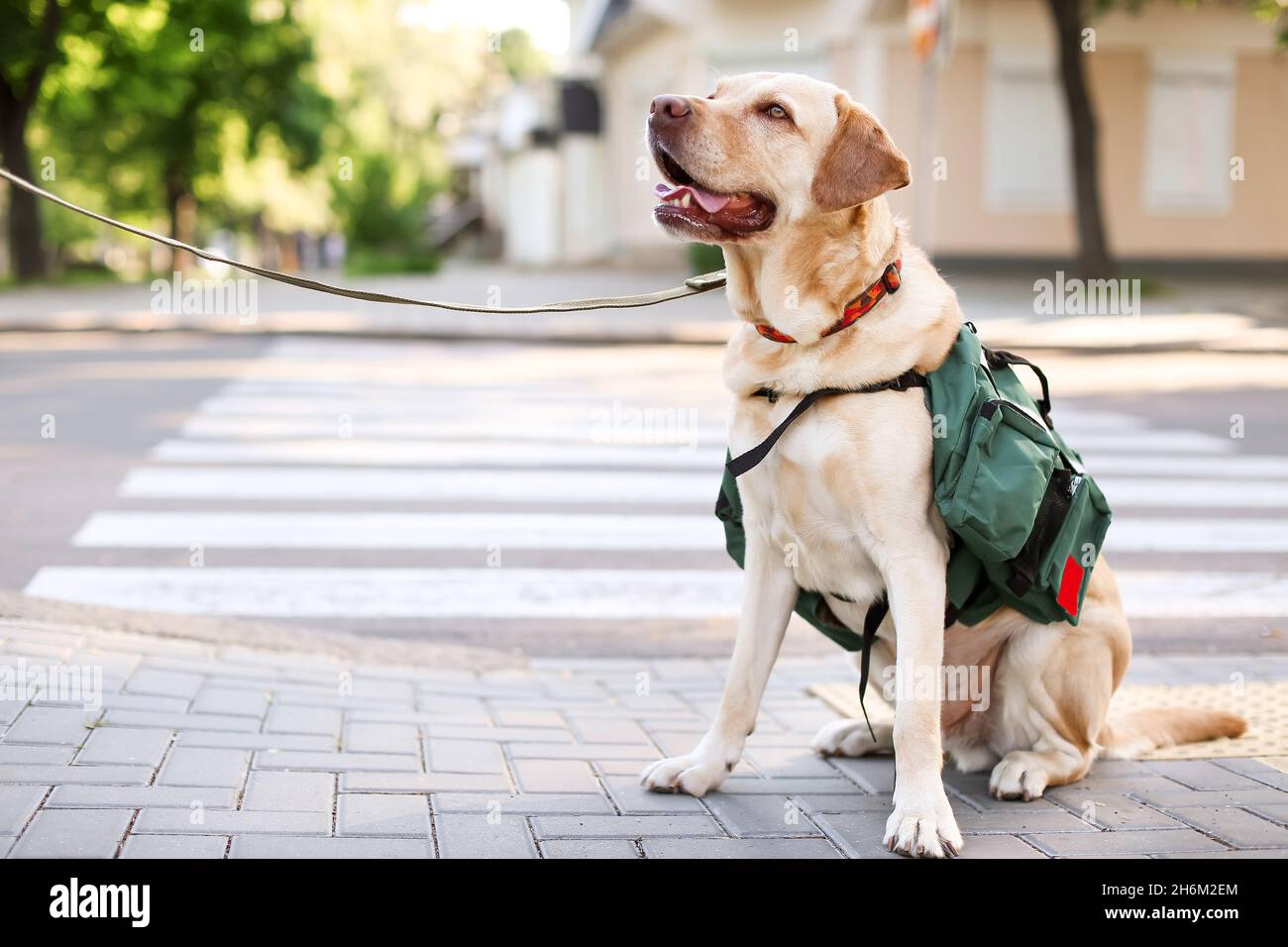 Cute guide dog on city street Stock Photo - Alamy