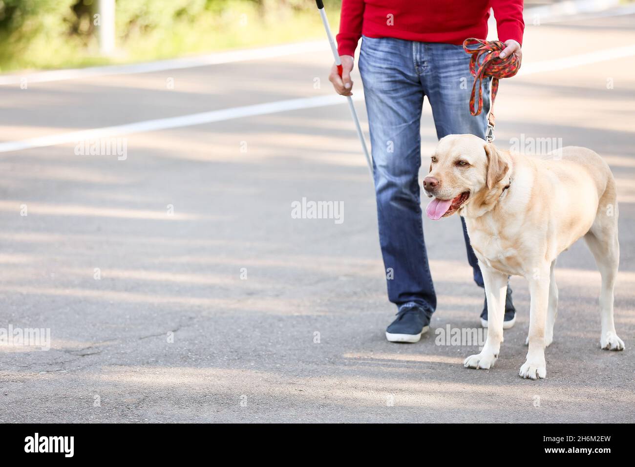 Blind senior man with guide dog walking outdoors Stock Photo - Alamy