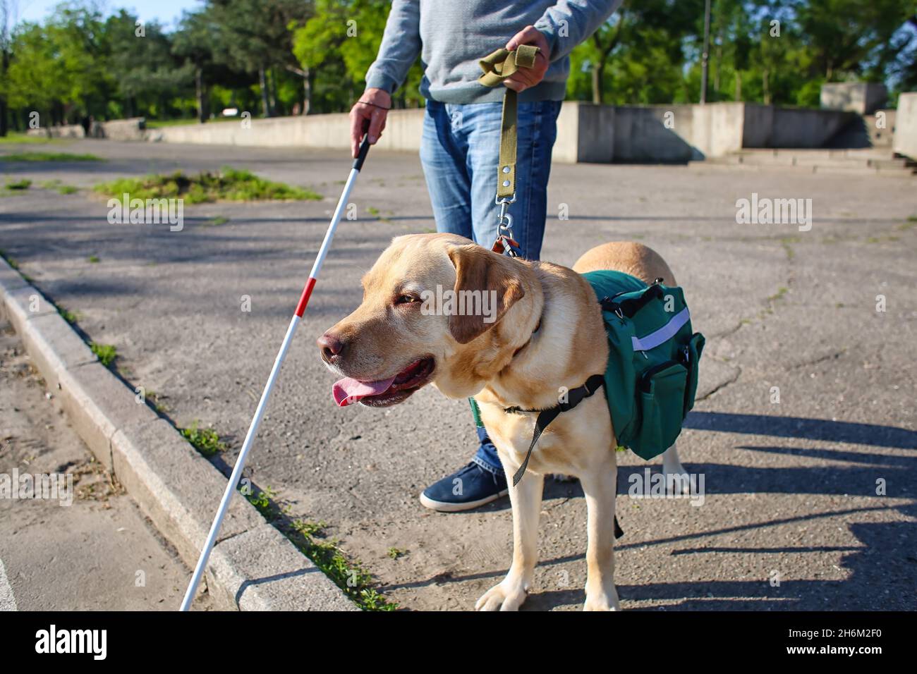 Blind senior man with guide dog crossing road in city Stock Photo - Alamy