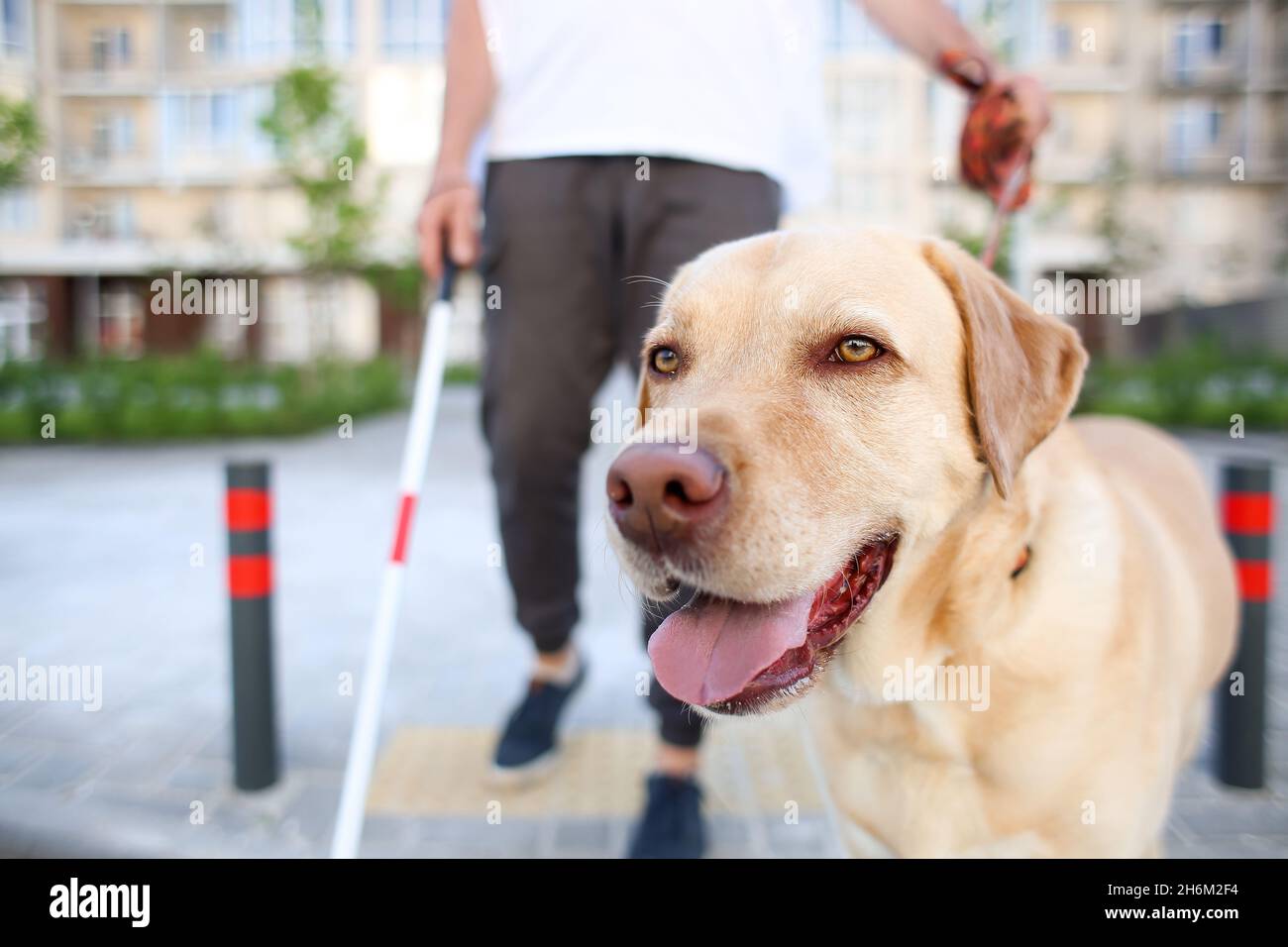 Blind man with guide dog crossing road in city Stock Photo - Alamy